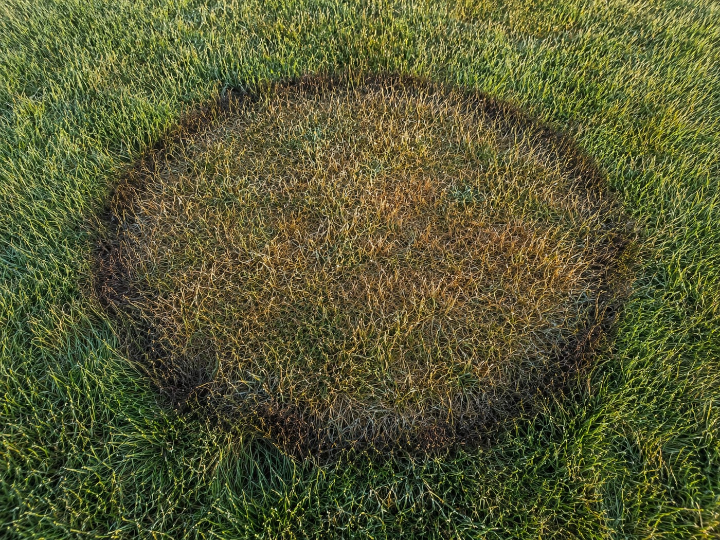 Why Is My Grass Turning Yellow? Complete Diagnostic Guide (2026)