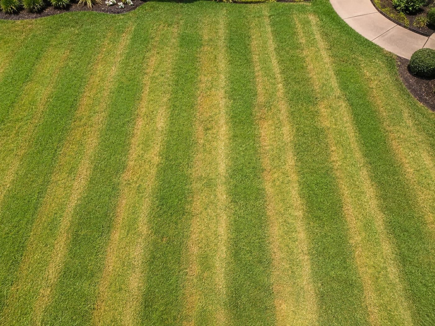 Why Is My Grass Turning Yellow? Complete Diagnostic Guide (2026)