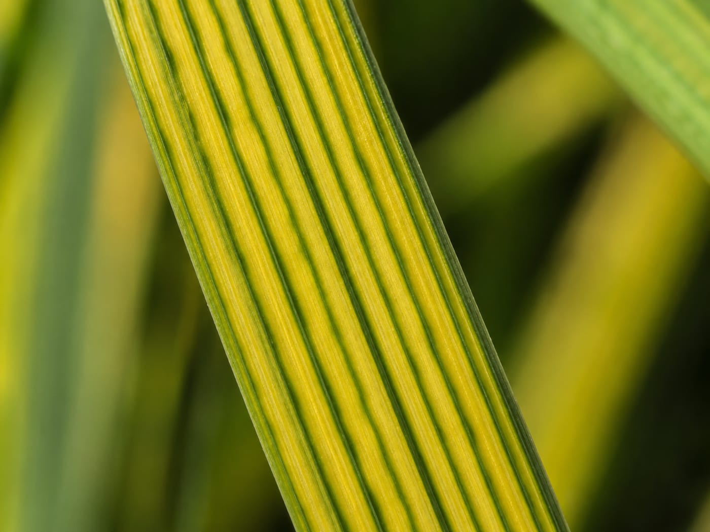 Why Is My Grass Turning Yellow? Complete Diagnostic Guide (2026)