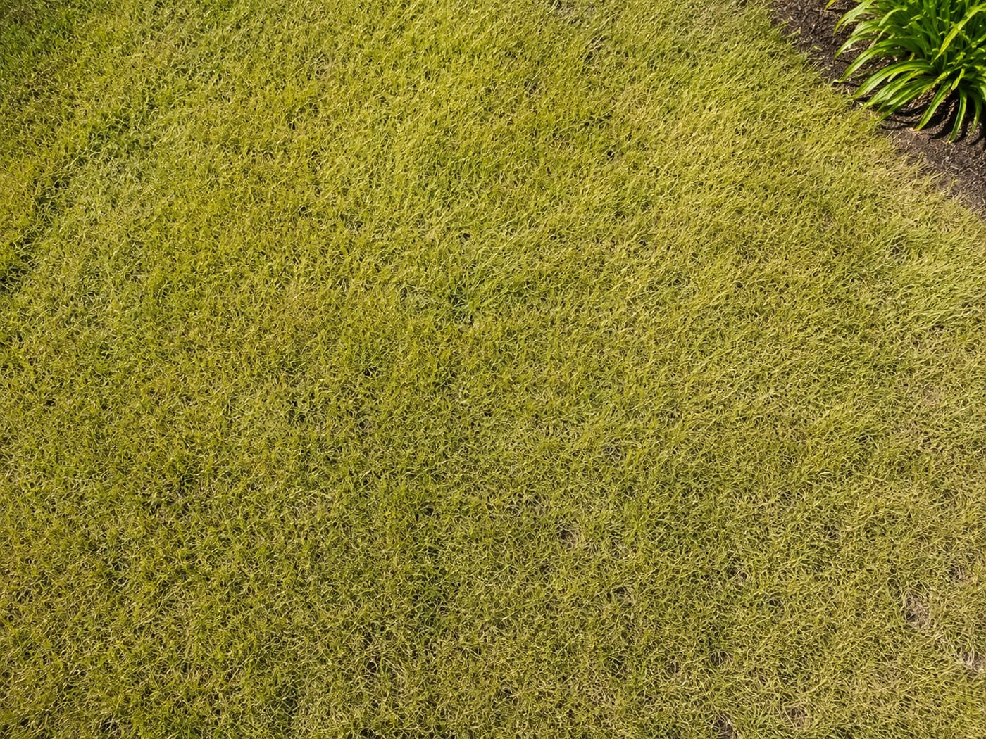 Why Is My Grass Turning Yellow? Complete Diagnostic Guide (2026)
