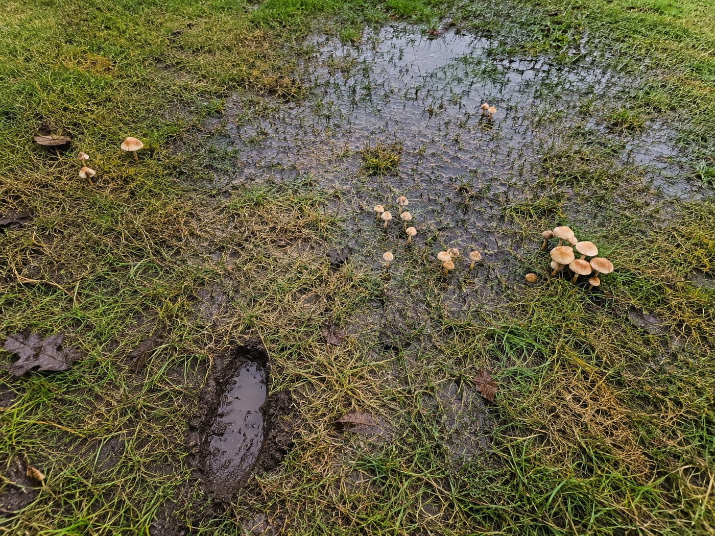 Why Is My Grass Turning Yellow? Complete Diagnostic Guide (2026)